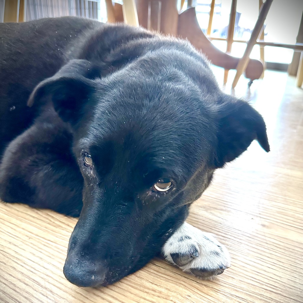 Adopt Dogs - Orphans of the Storm