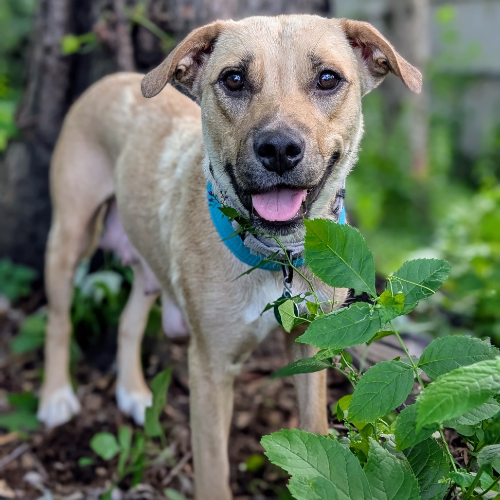 Adoptable Dogs - Rescue Network