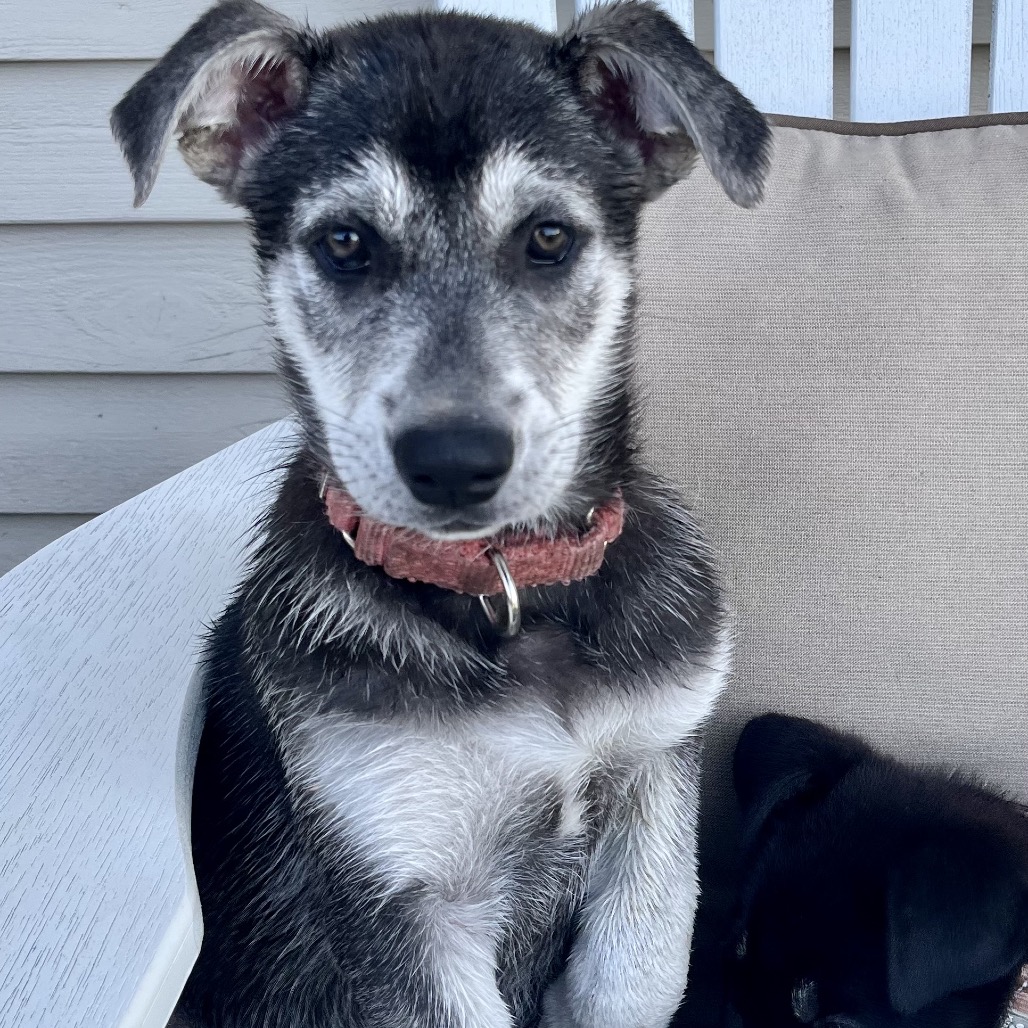 Adoptable Dogs - Rescue Network