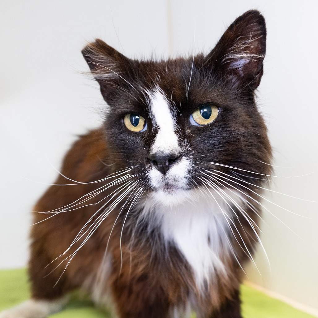 spcaLA – DEDICATED TO THE PREVENTION OF CRUELTY TO ANIMALS SINCE 1877