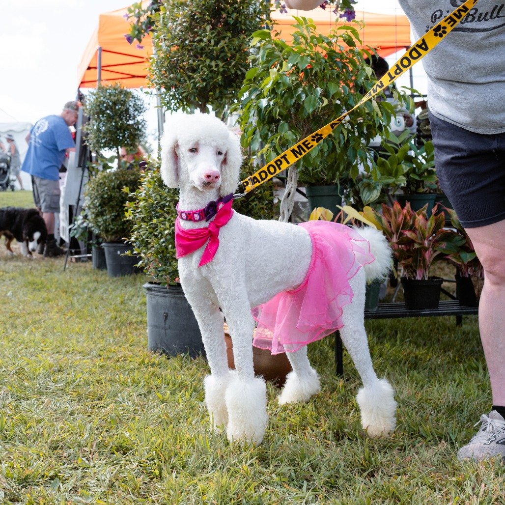 Harper - Phoenix Animal Rescue