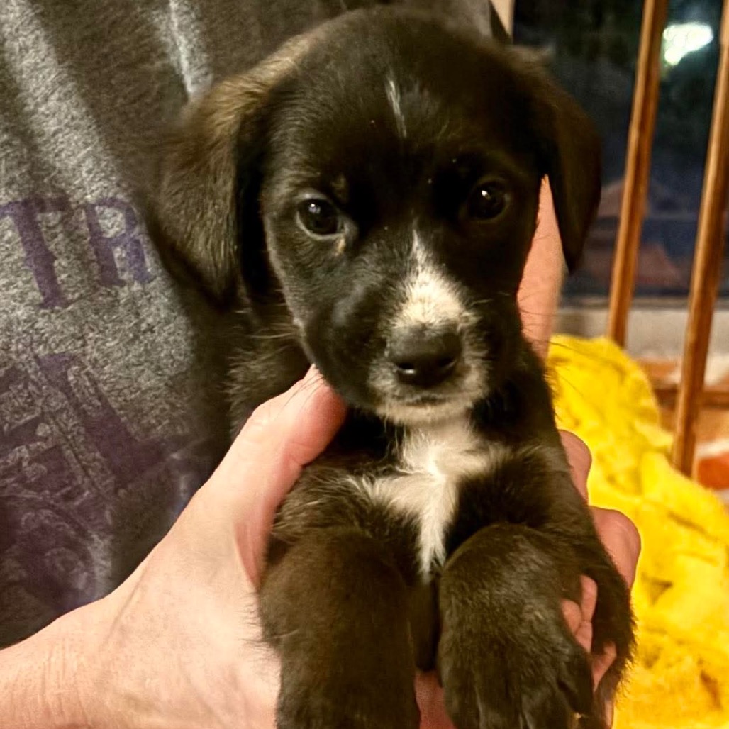 Daytona is available for adoption at Old Dominion Humane Society
