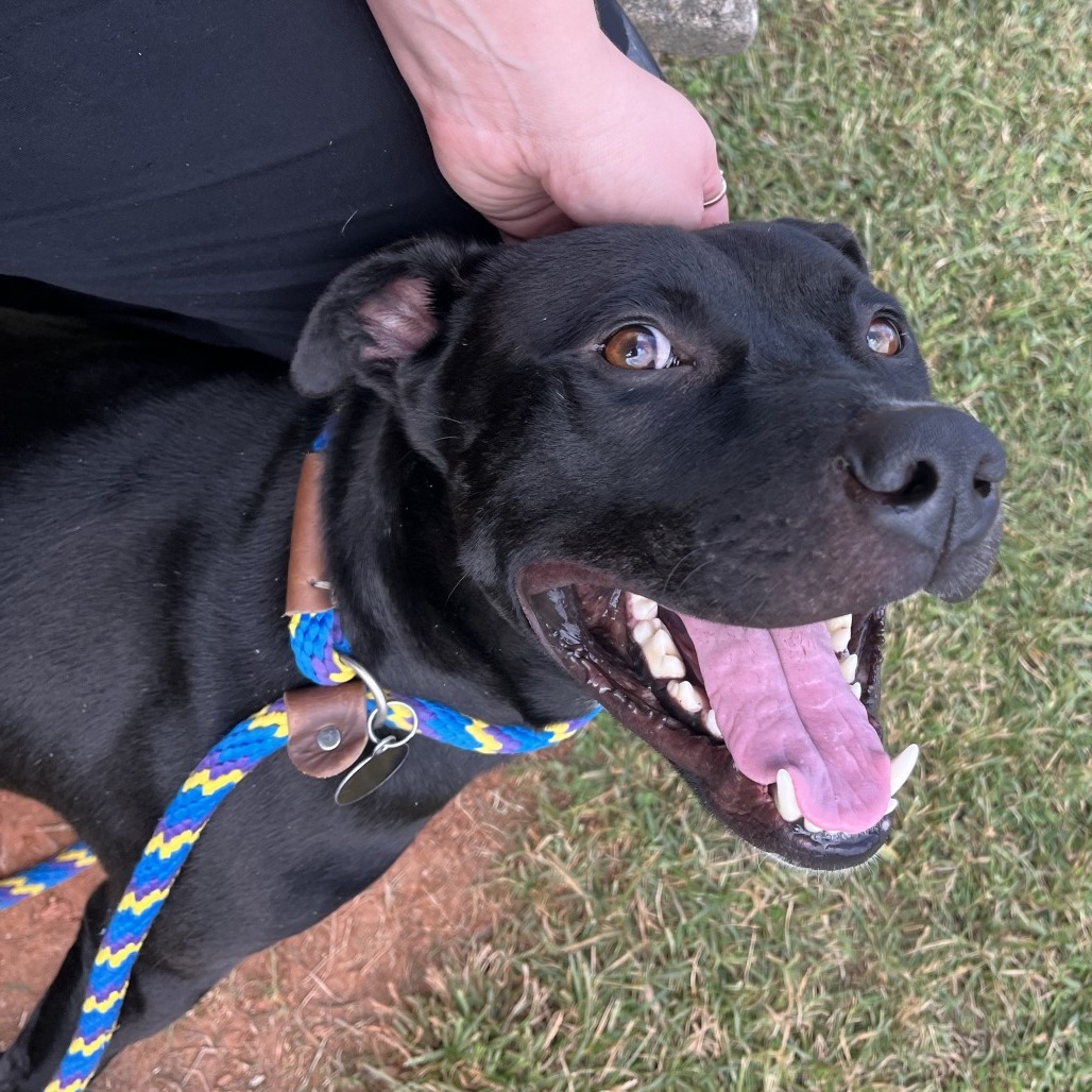 Chandler is available for adoption at Greenville County Animal Care