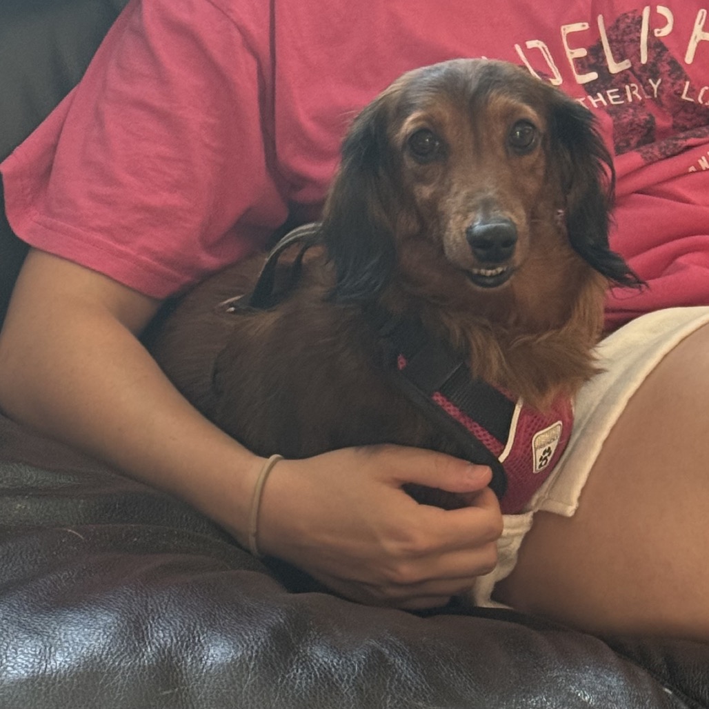 Sunshine - Phoenix Animal Rescue