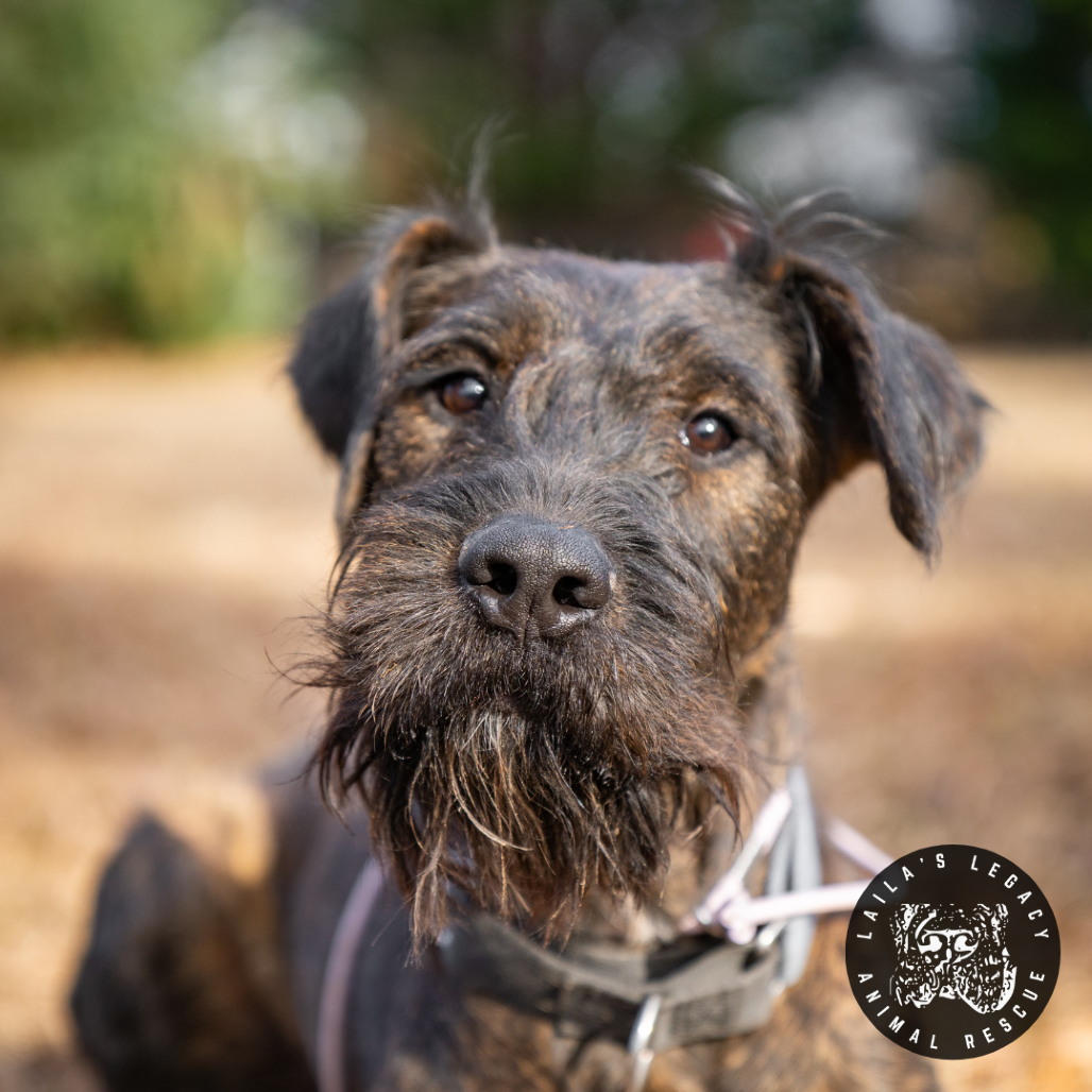 Baby Rob is available for adoption at Laila's Legacy Animal Rescue