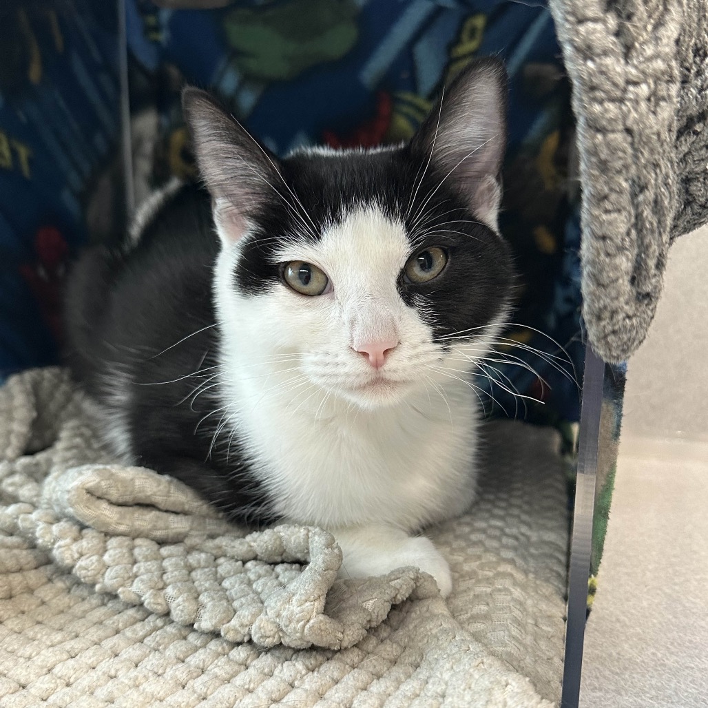 Adoptable Pets Archive - Mountain Humane