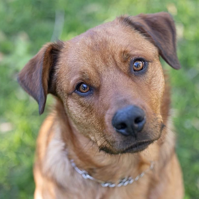 Adoptable Dogs - Rescue Network