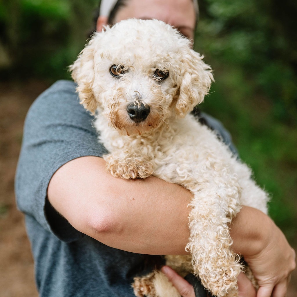 Bryce - Phoenix Animal Rescue