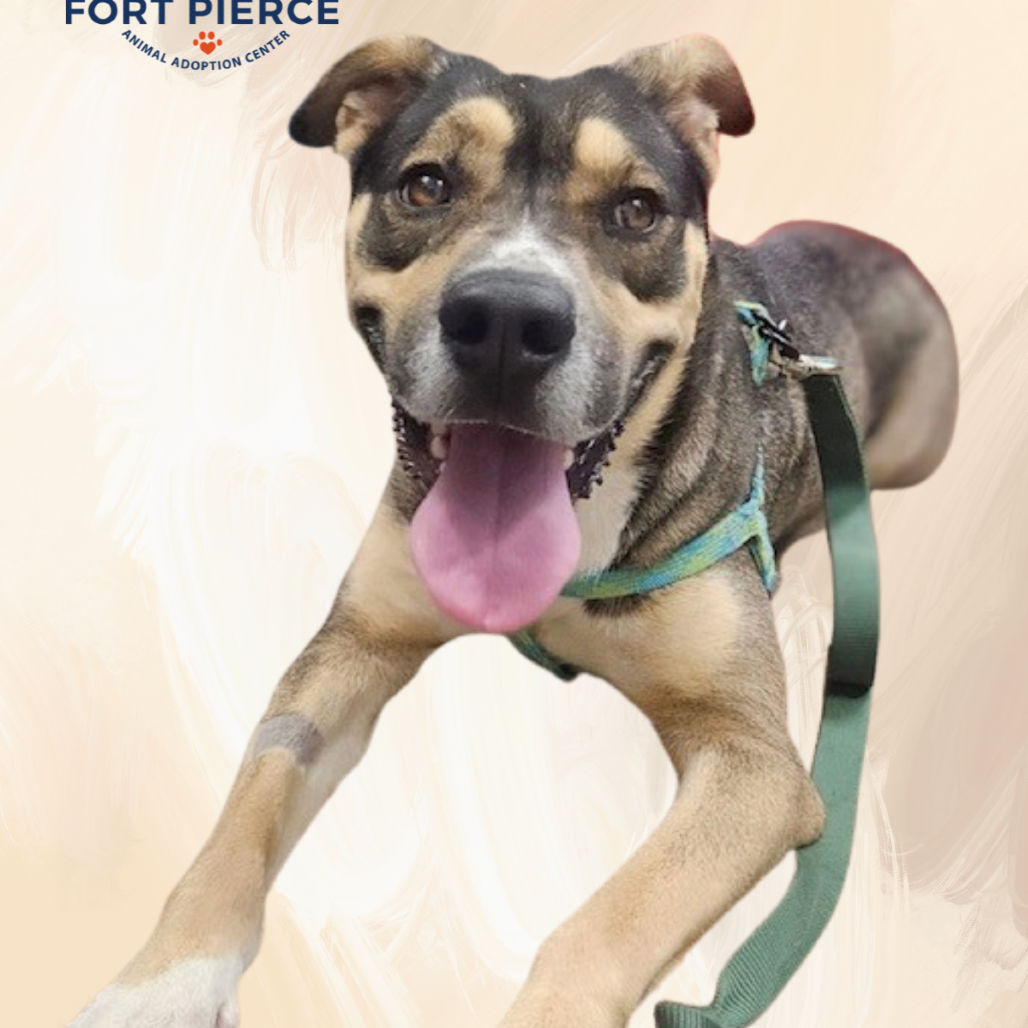 Diamond is available for adoption at Fort Pierce Animal Adoption Center