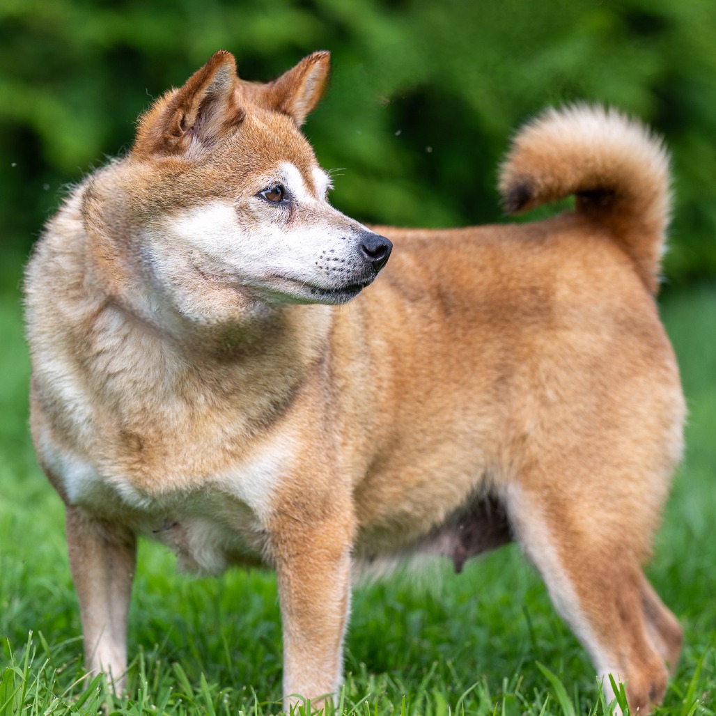 Tiki - Phoenix Animal Rescue