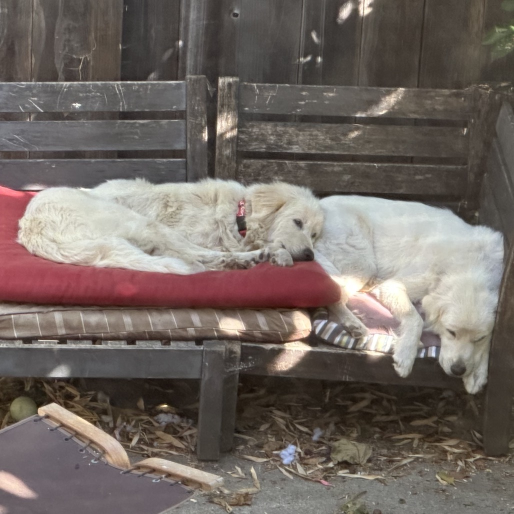 HELEN is available for adoption at Milo Foundation