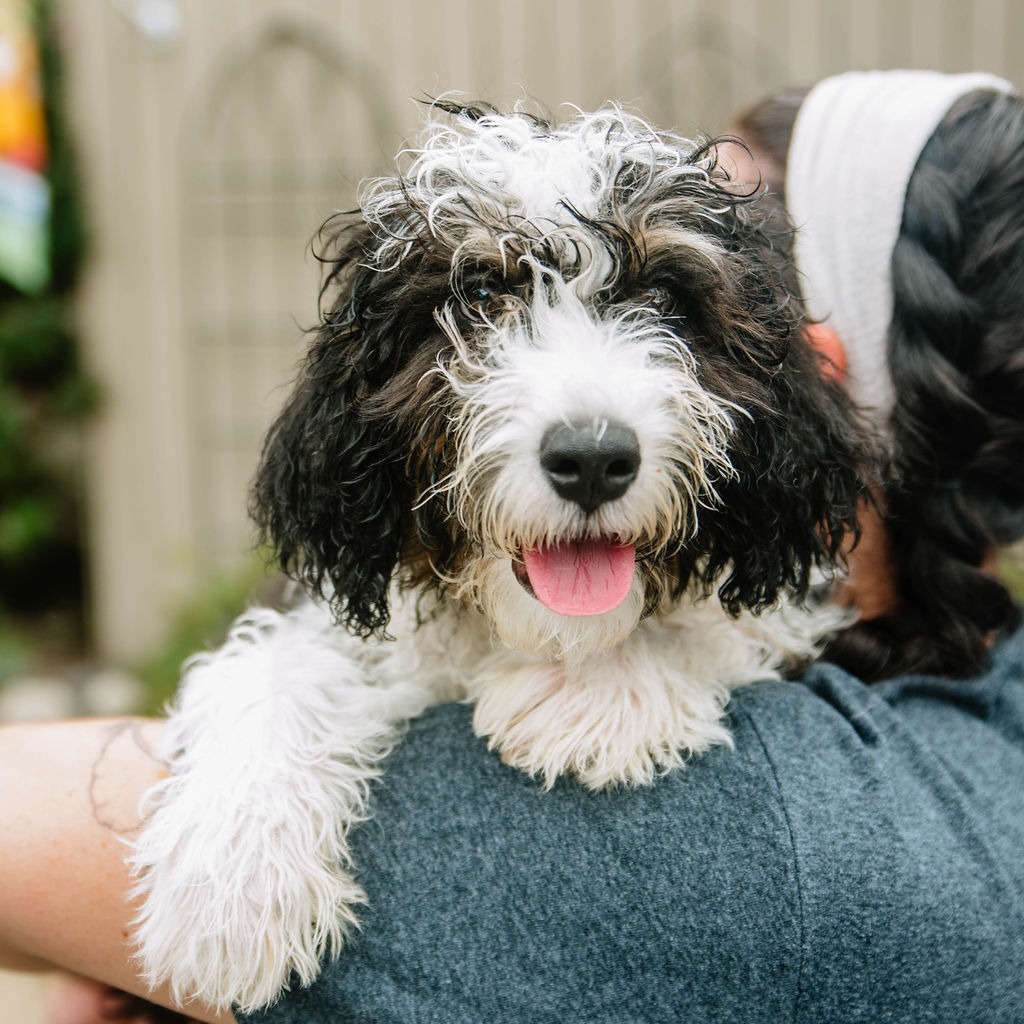 Garth - Phoenix Animal Rescue