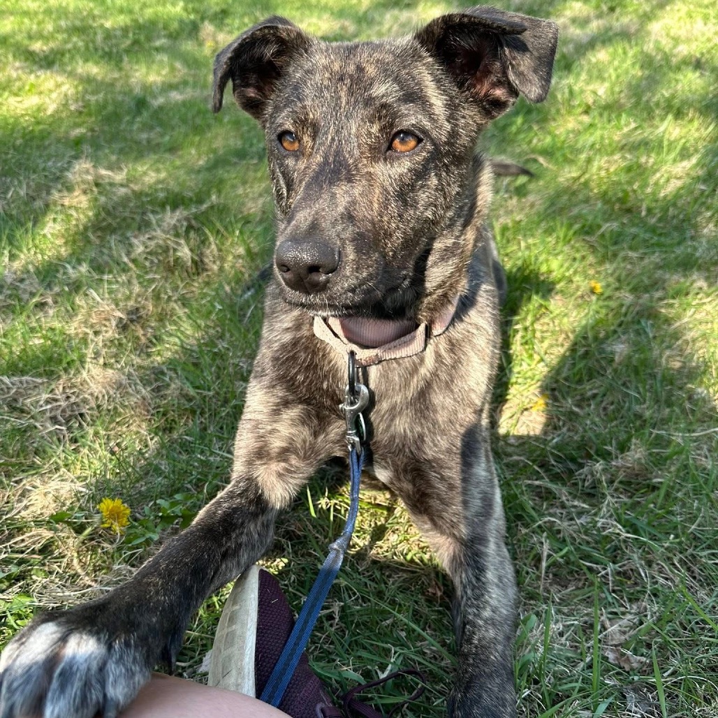 Adoptable Dogs - Rescue Network