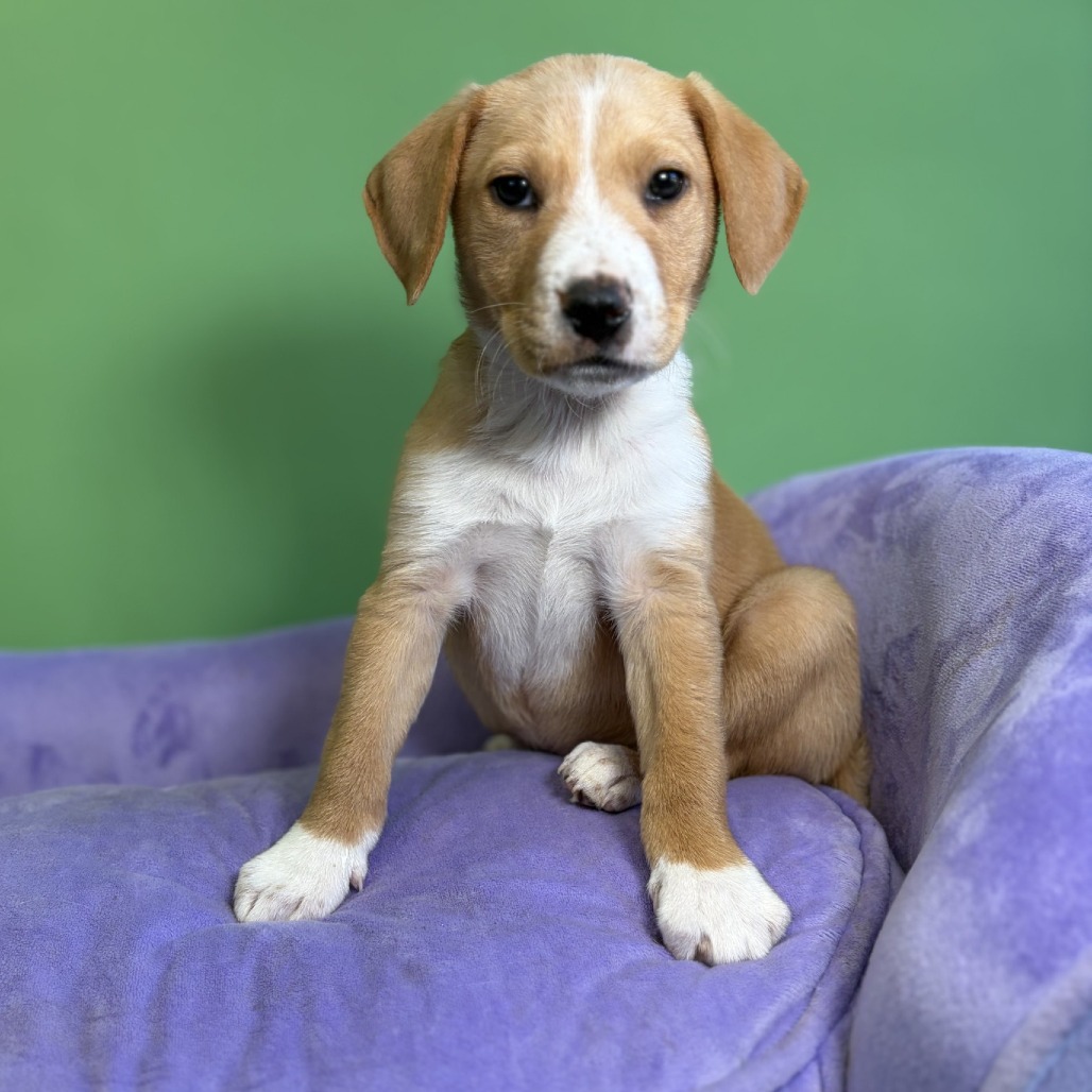 Lila is available for adoption at Athens Animal Services