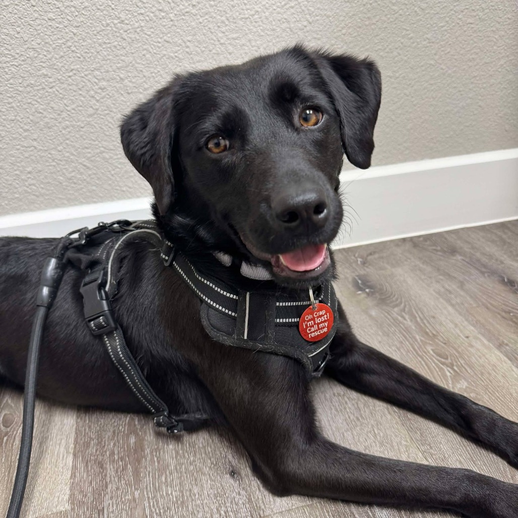Clover is available for adoption at Friends of Dogs Corporation