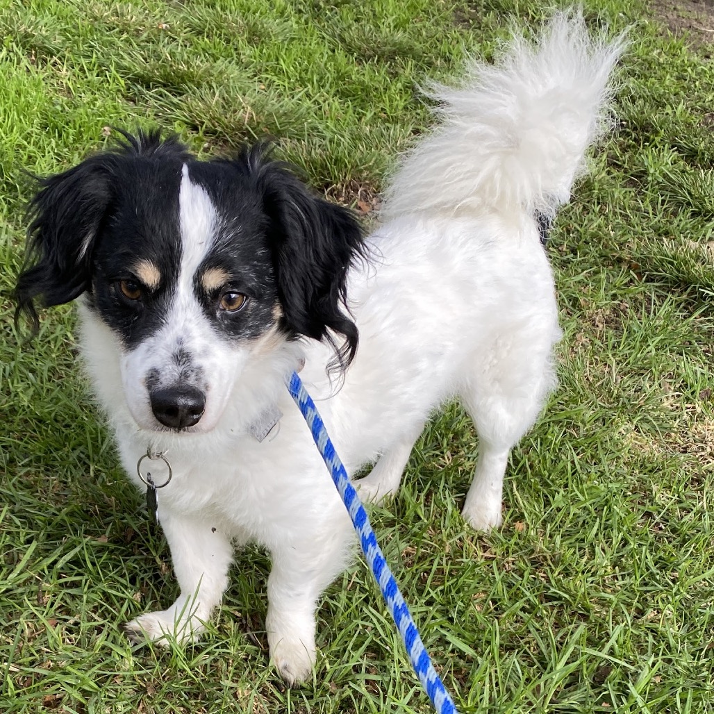 Buddy (12) - Costa Mesa Location is available for adoption at Priceless ...