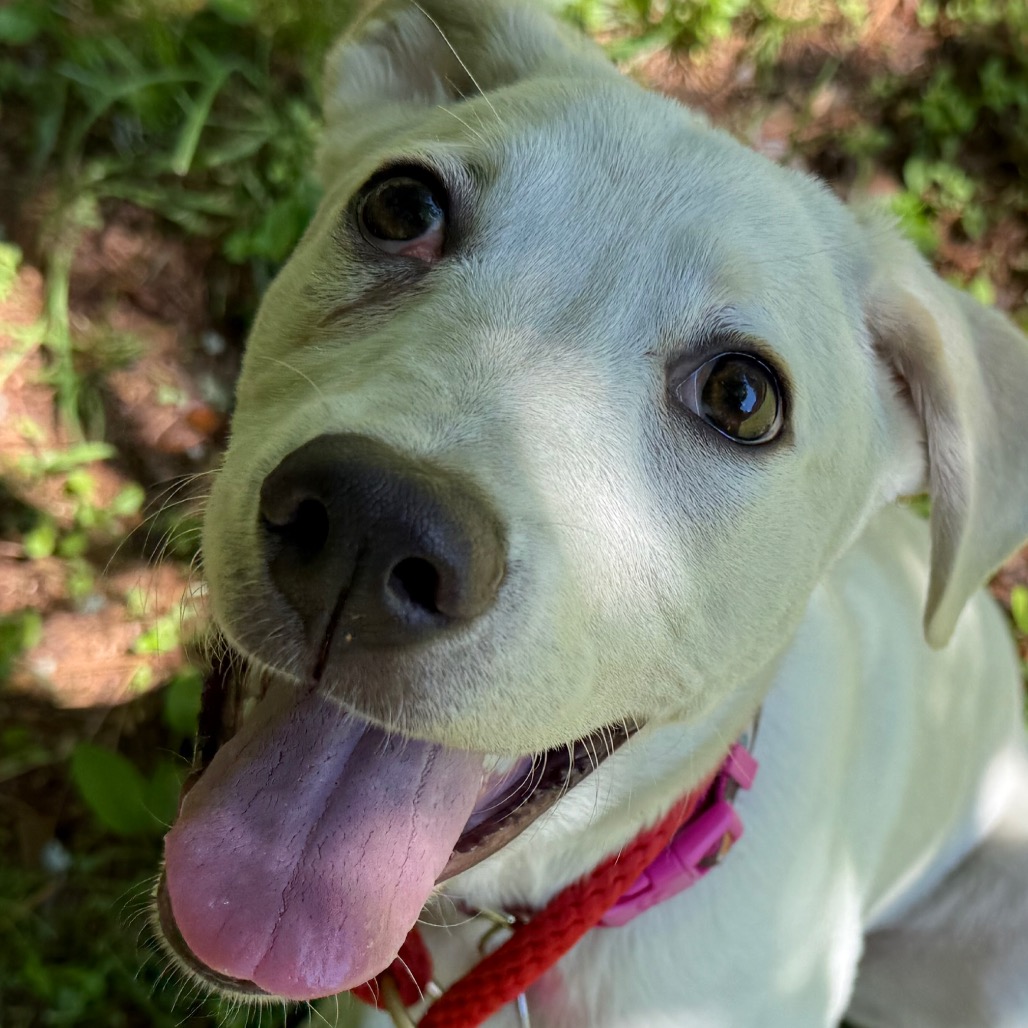 Michonne is available for adoption at PAWS Atlanta