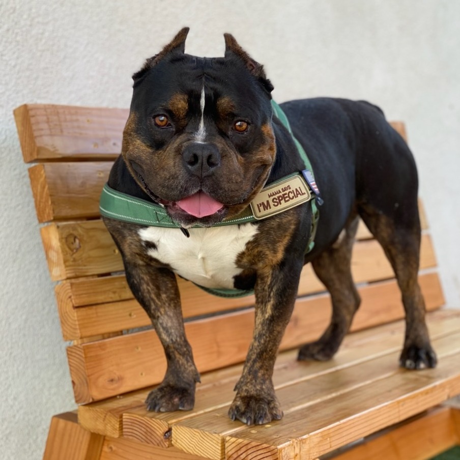 Adoptable – spcaLA