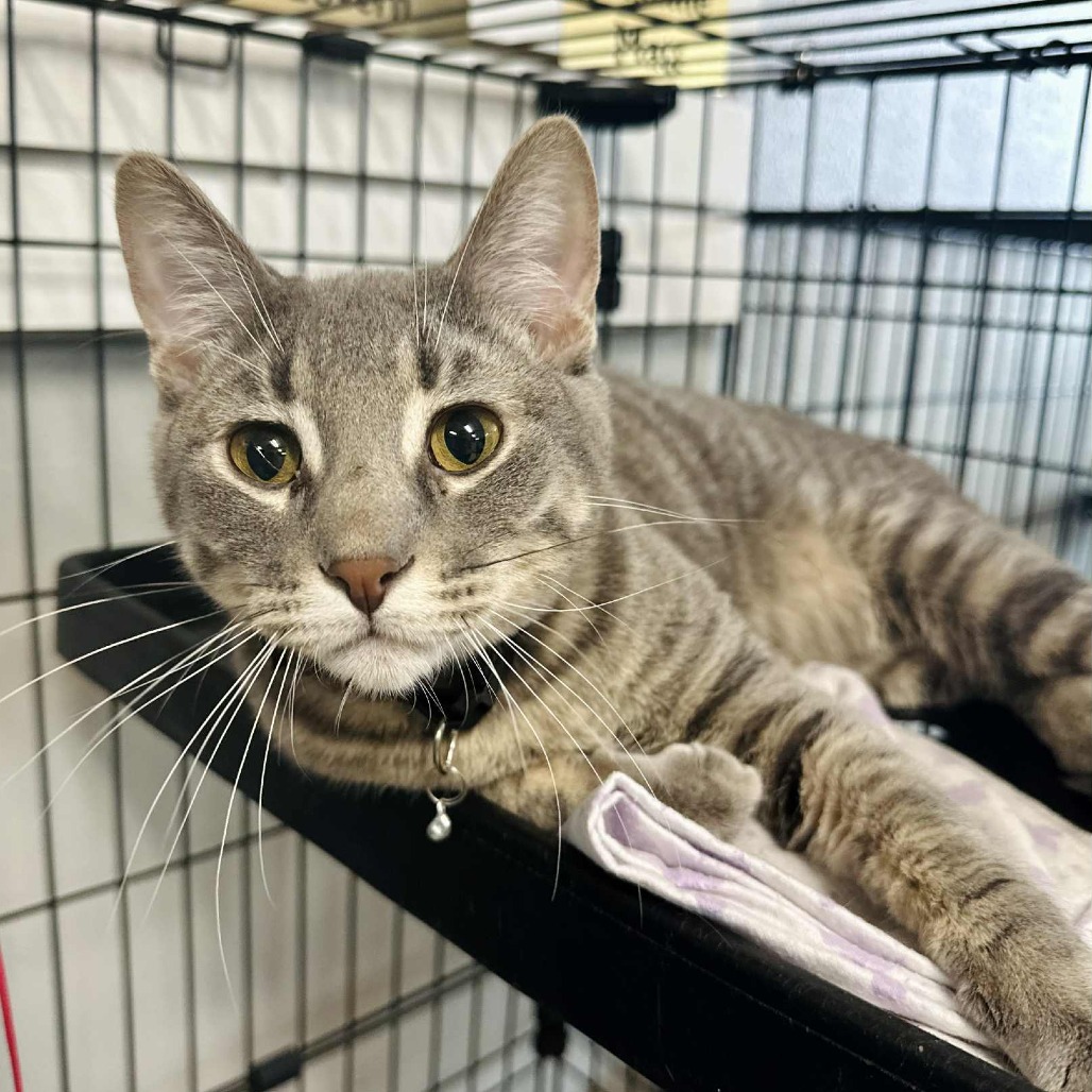 Calvin -Sullivan Petsense is available for adoption at Franklin County ...
