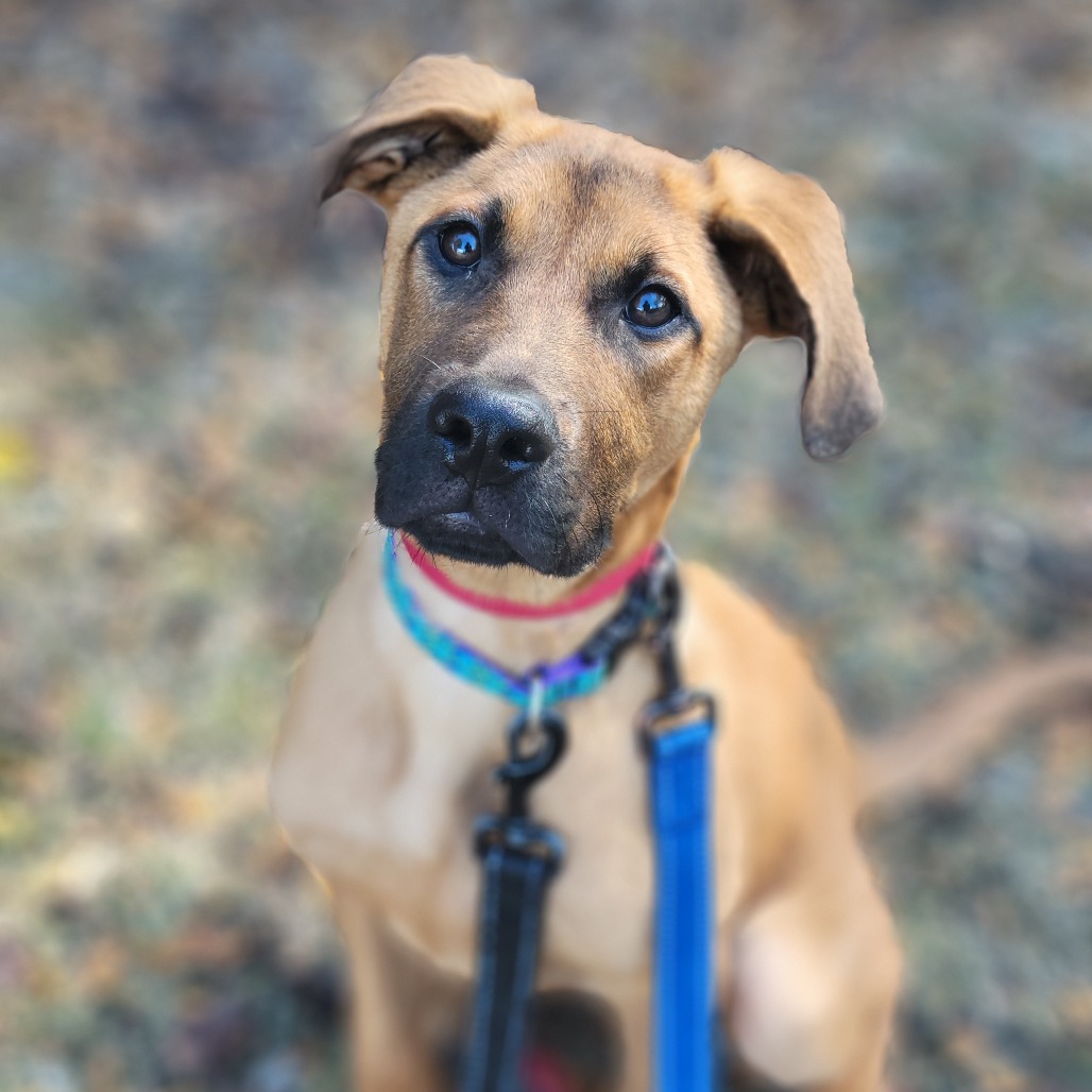 Kingston is available for adoption at Anderson Humane