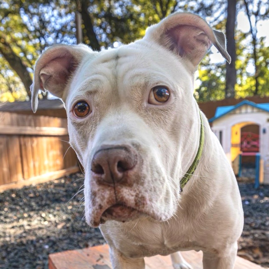 Daisy (I Have a Secret Crush!) is available for adoption at PAWS Atlanta