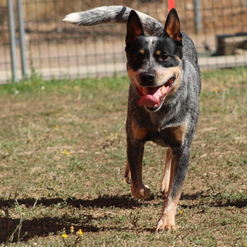 Kennel#30 Travis is available for adoption at Lake County Animal Care ...