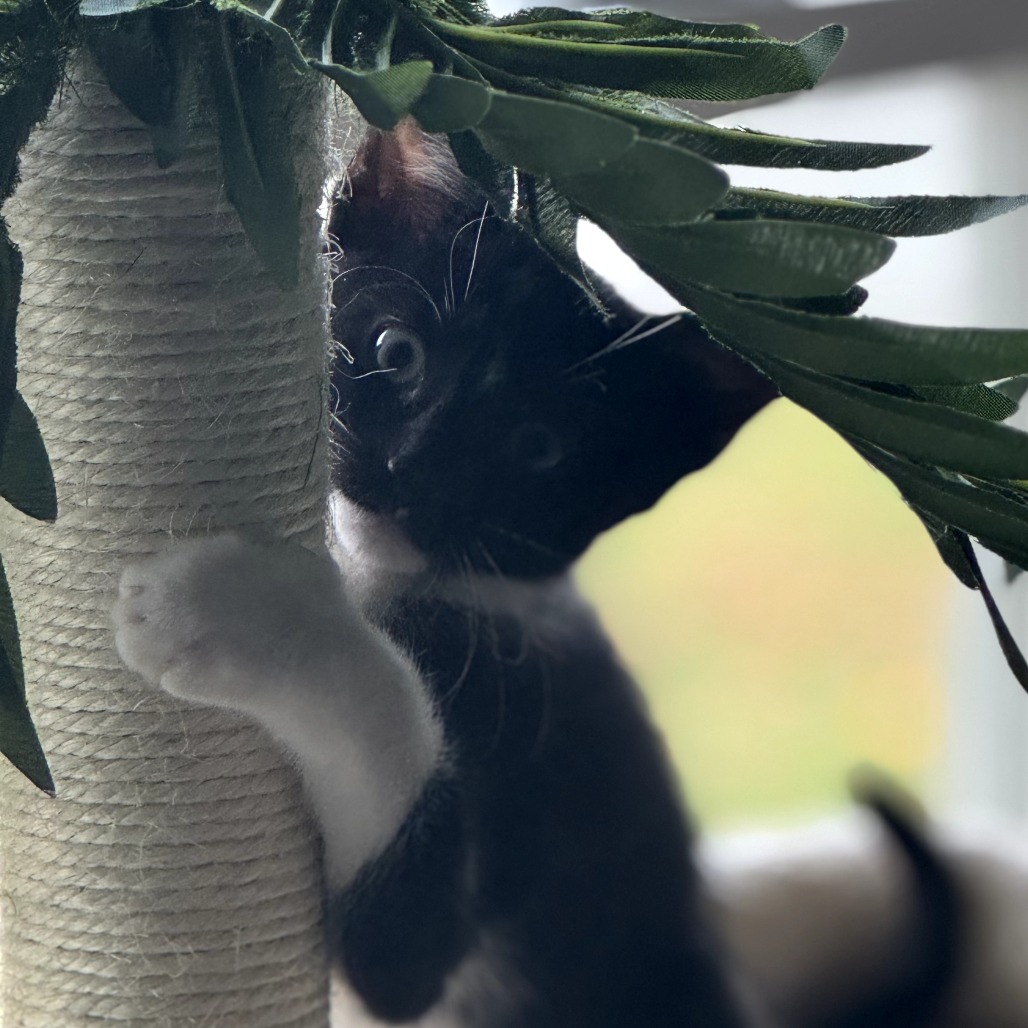 Figaro is available for adoption at SOS Pet Rescue