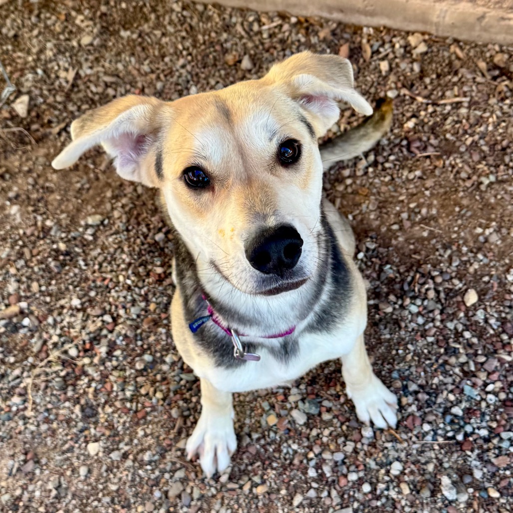 Joni (FKA Mesa) is available for adoption at Colorado Animal Rescue