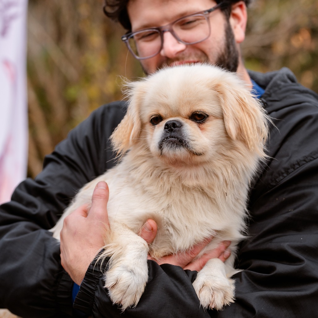 Vivi - Phoenix Animal Rescue