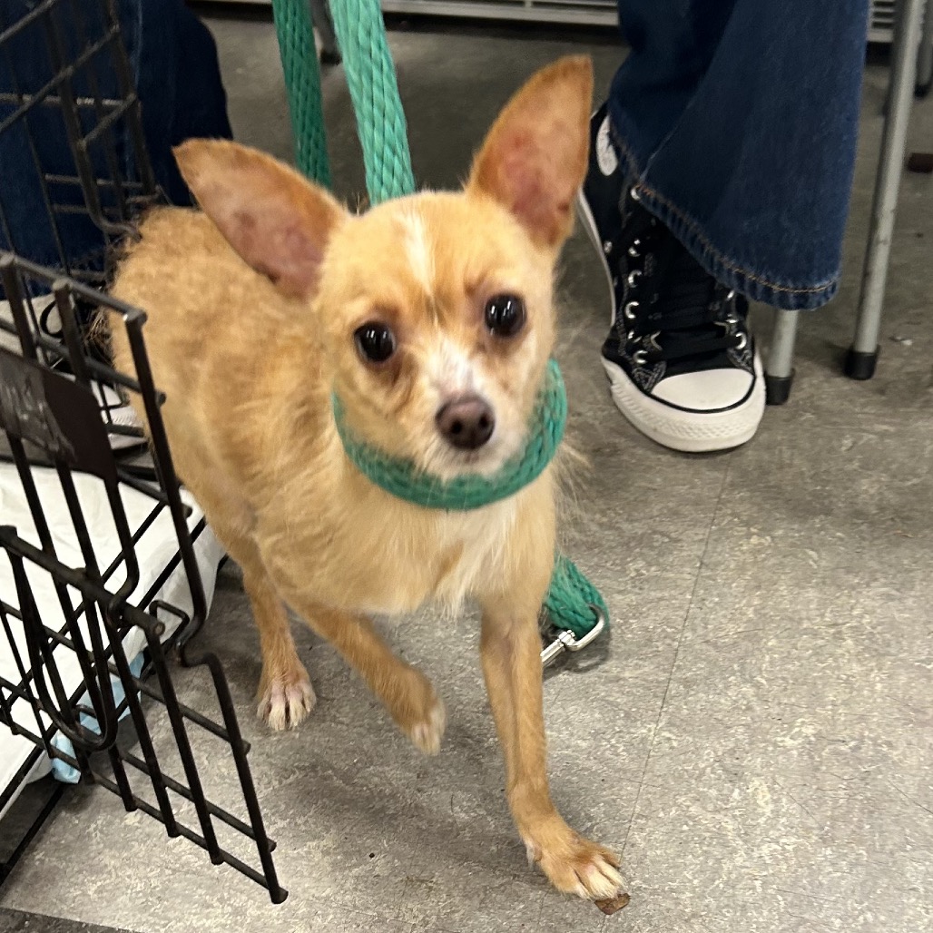Ruckus - Phoenix Animal Rescue