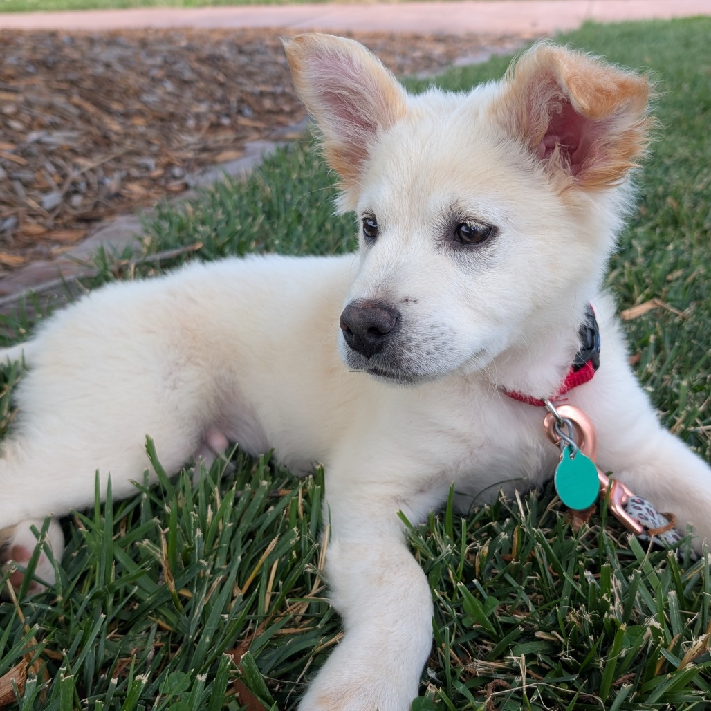 Adoptable Dogs - Rescue Network