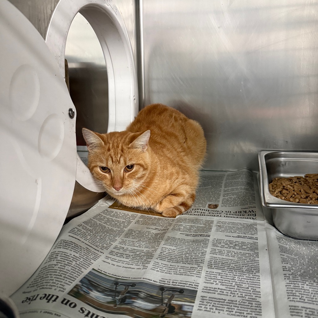Flint is available for adoption at Memphis Animal Services