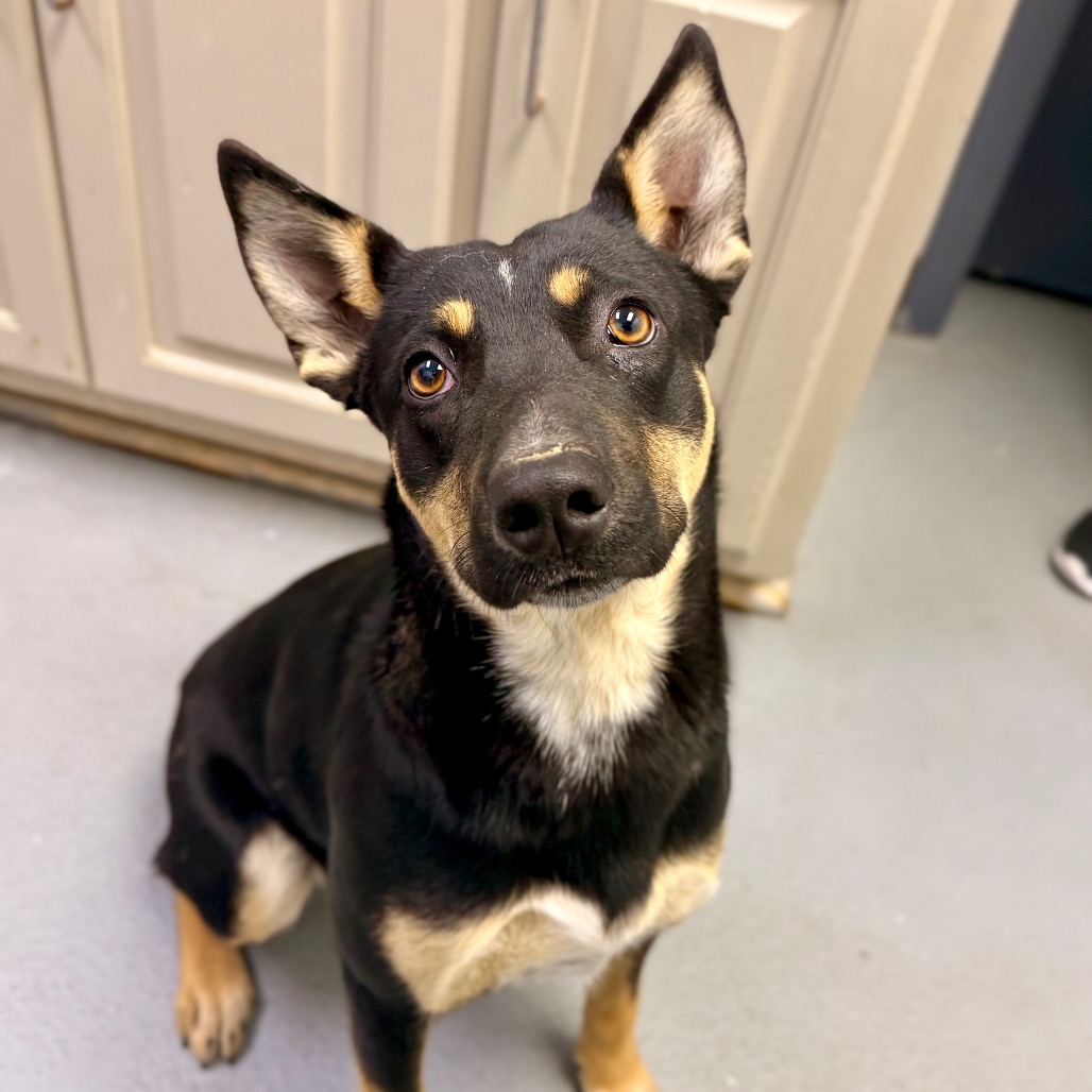 Biscuits is available for adoption at Oxford Animal Resource Center