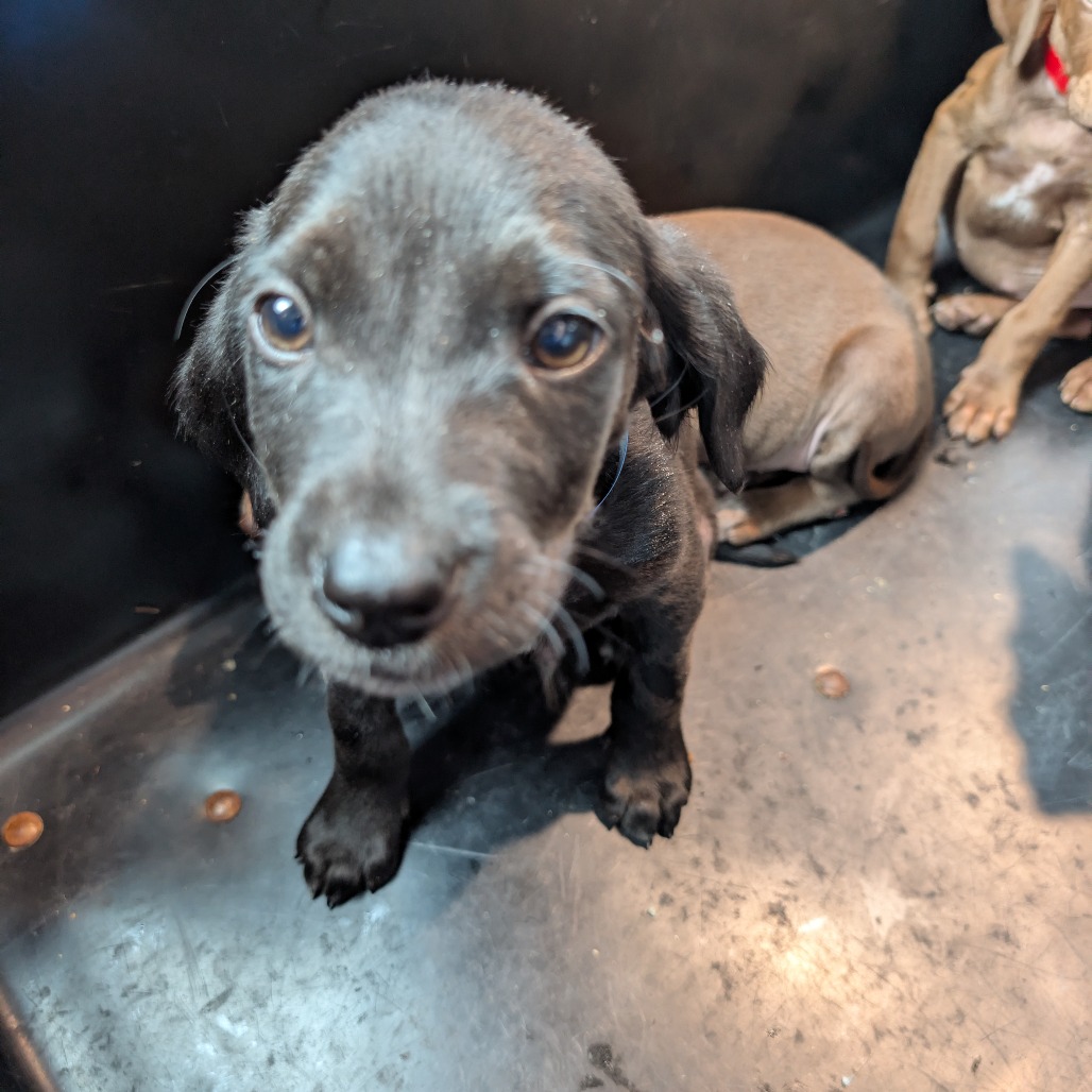 Starr is available for adoption at Humane Society of Tampa Bay ...