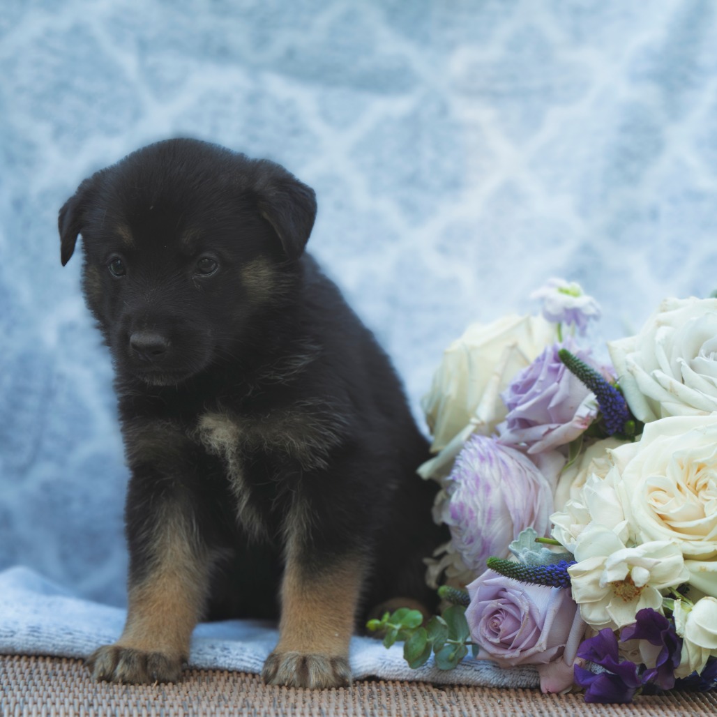 Adoptable Dogs - Rescue Network