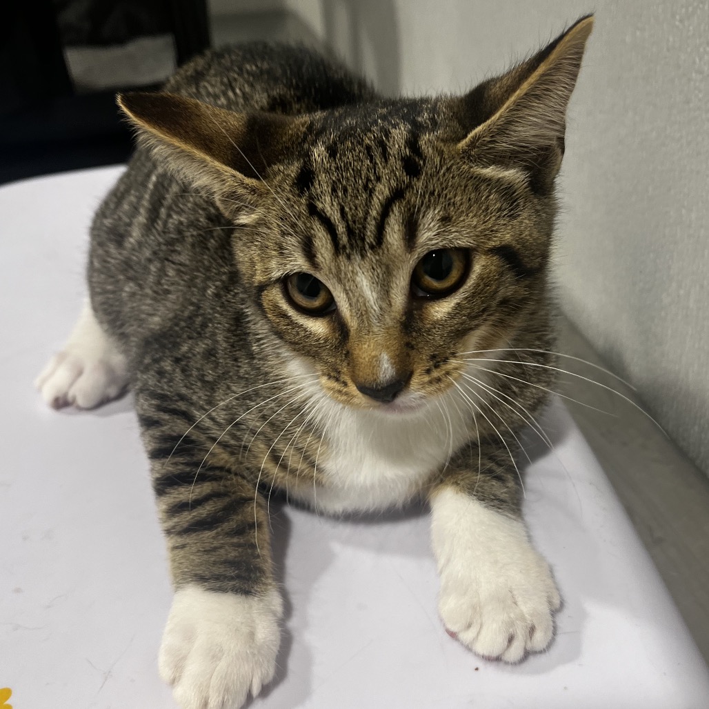 Helena is available for adoption at Humane Society of Tampa Bay ...