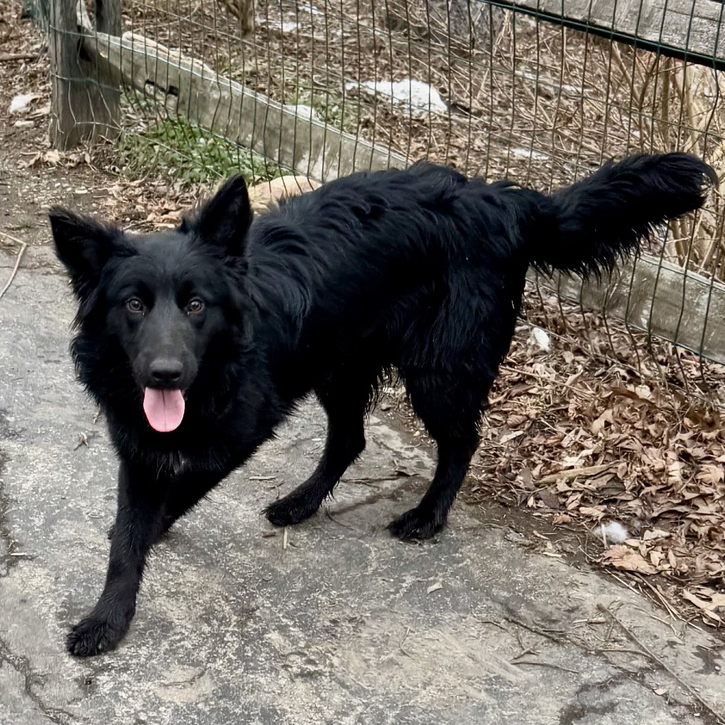 Phoenix Animal Rescue - Rescuing and Rehoming Pets in Need