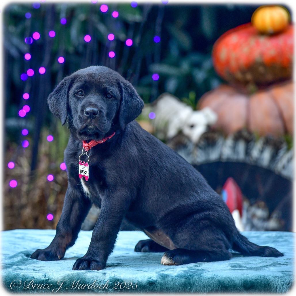 Essence is available for adoption at Saving Grace Animals for Adoption
