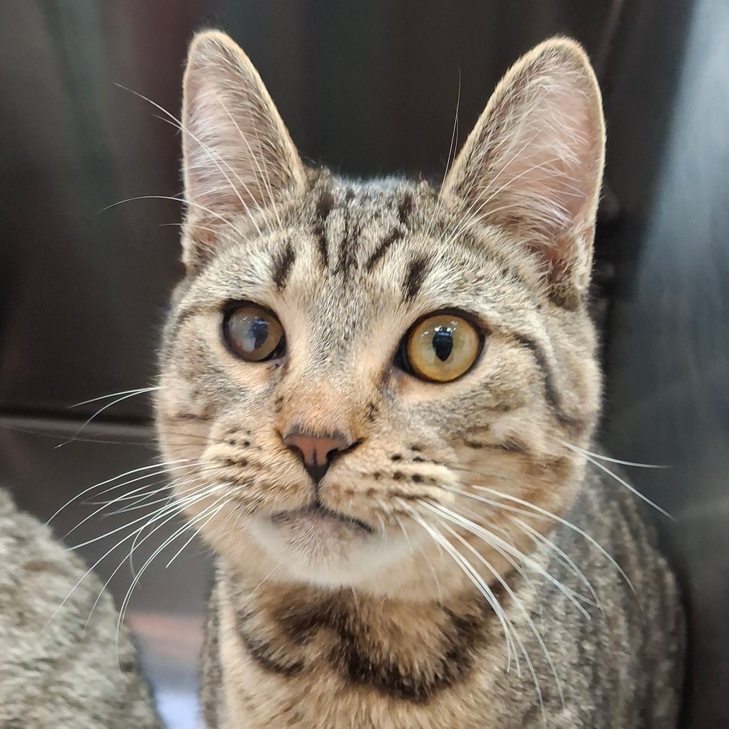 Phoenix is available for adoption at SPCA Florida