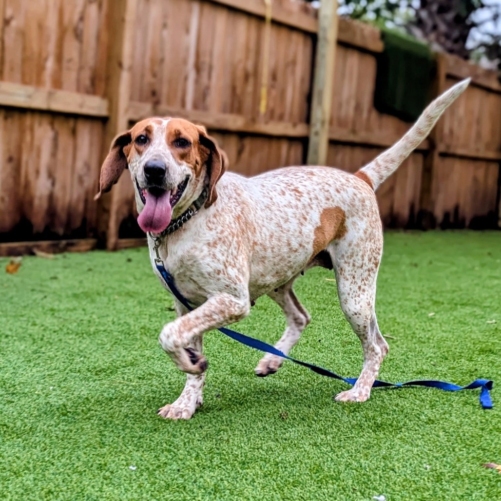 Tapper is available for adoption at Renegade Paws Rescue