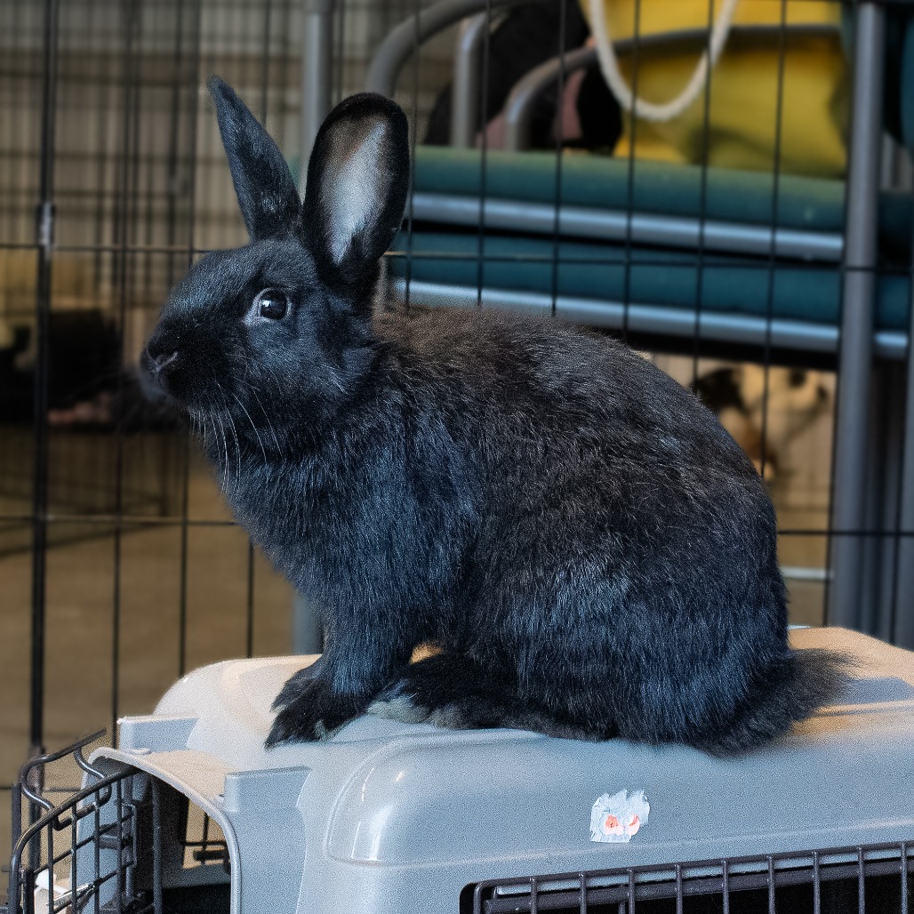 Adopt - Humane Animal Rescue