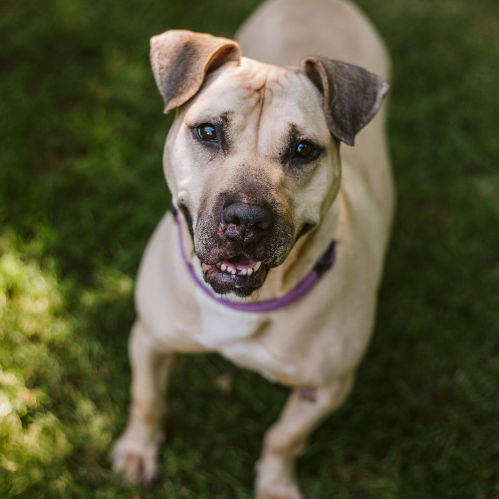 Francesca is available for adoption at Humane Society of West Michigan