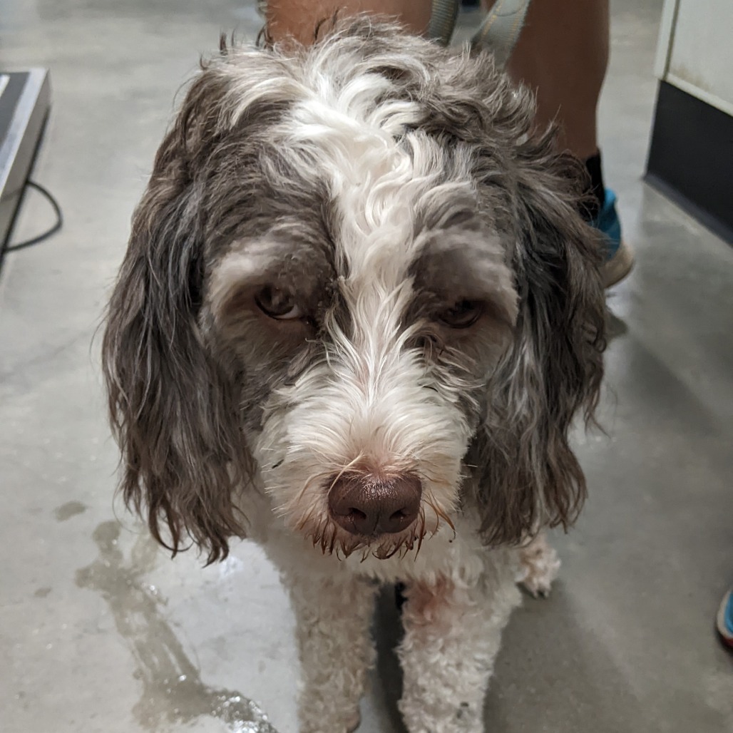 Ralph is available for adoption at Humane Society of Tampa Bay ...
