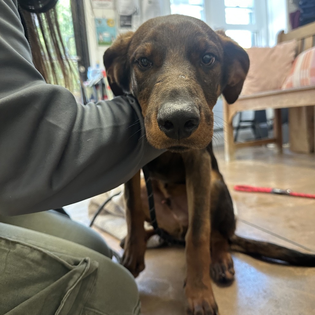 Adopt Dogs - Orphans of the Storm