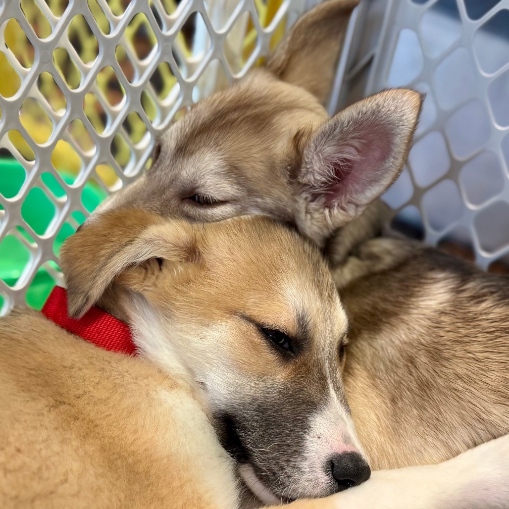 Adoptable Animals - Stray Paws Rescue