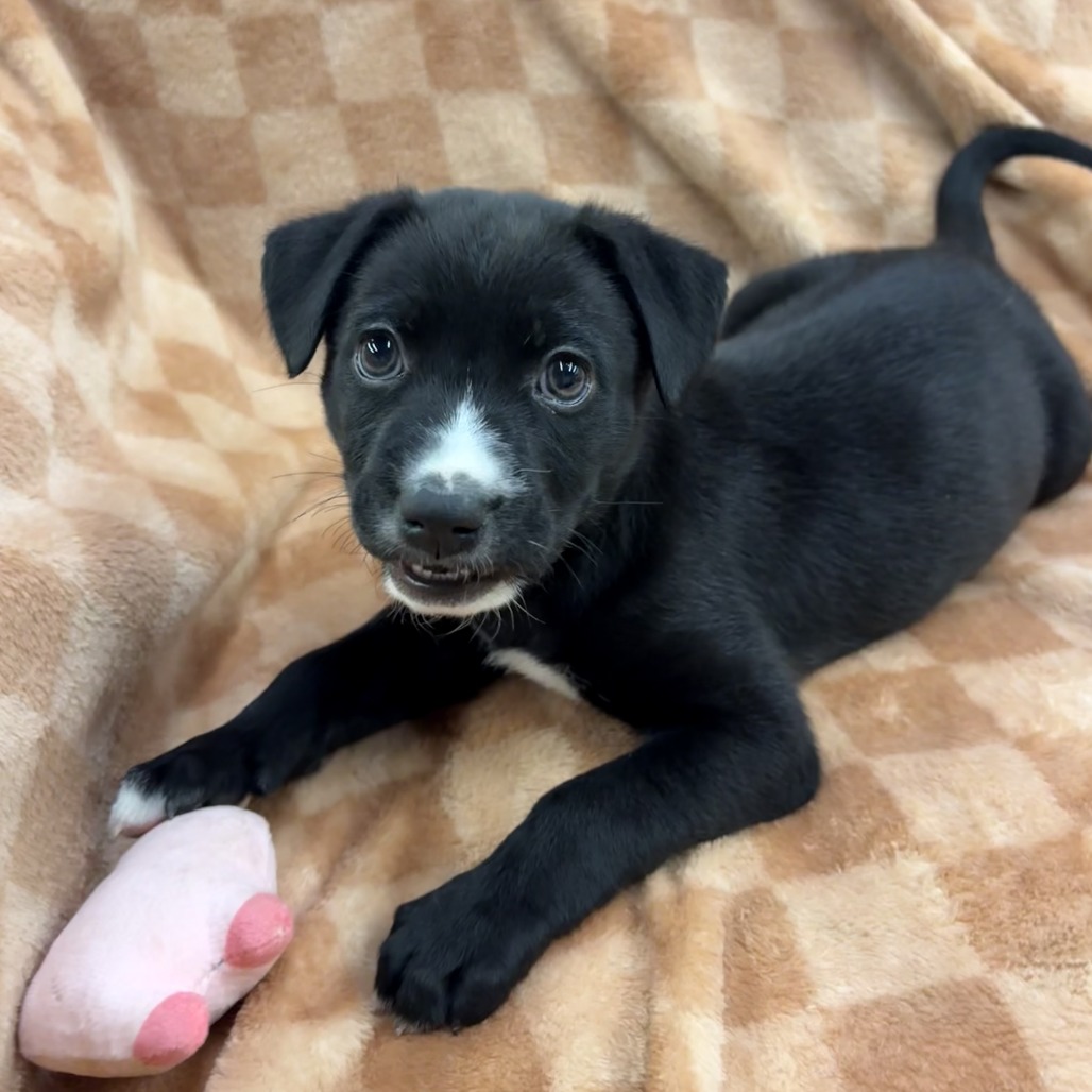 Adoptable Dogs - Rescue Network