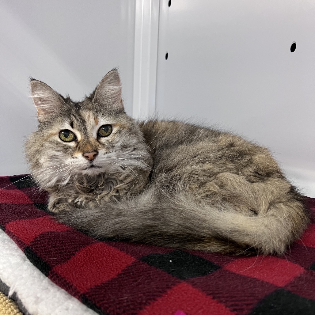 Pie is available for adoption at Cat Depot