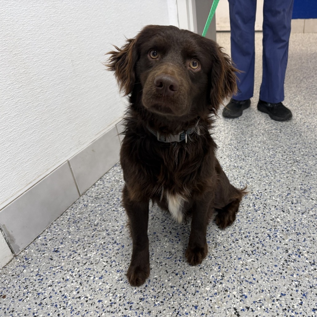 Russo is available for adoption at Athens Animal Services