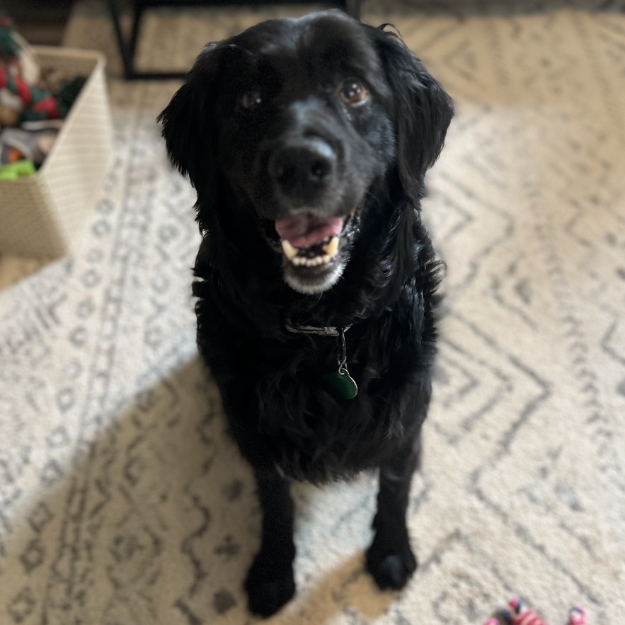 Adoptable Dogs - Rescue Network