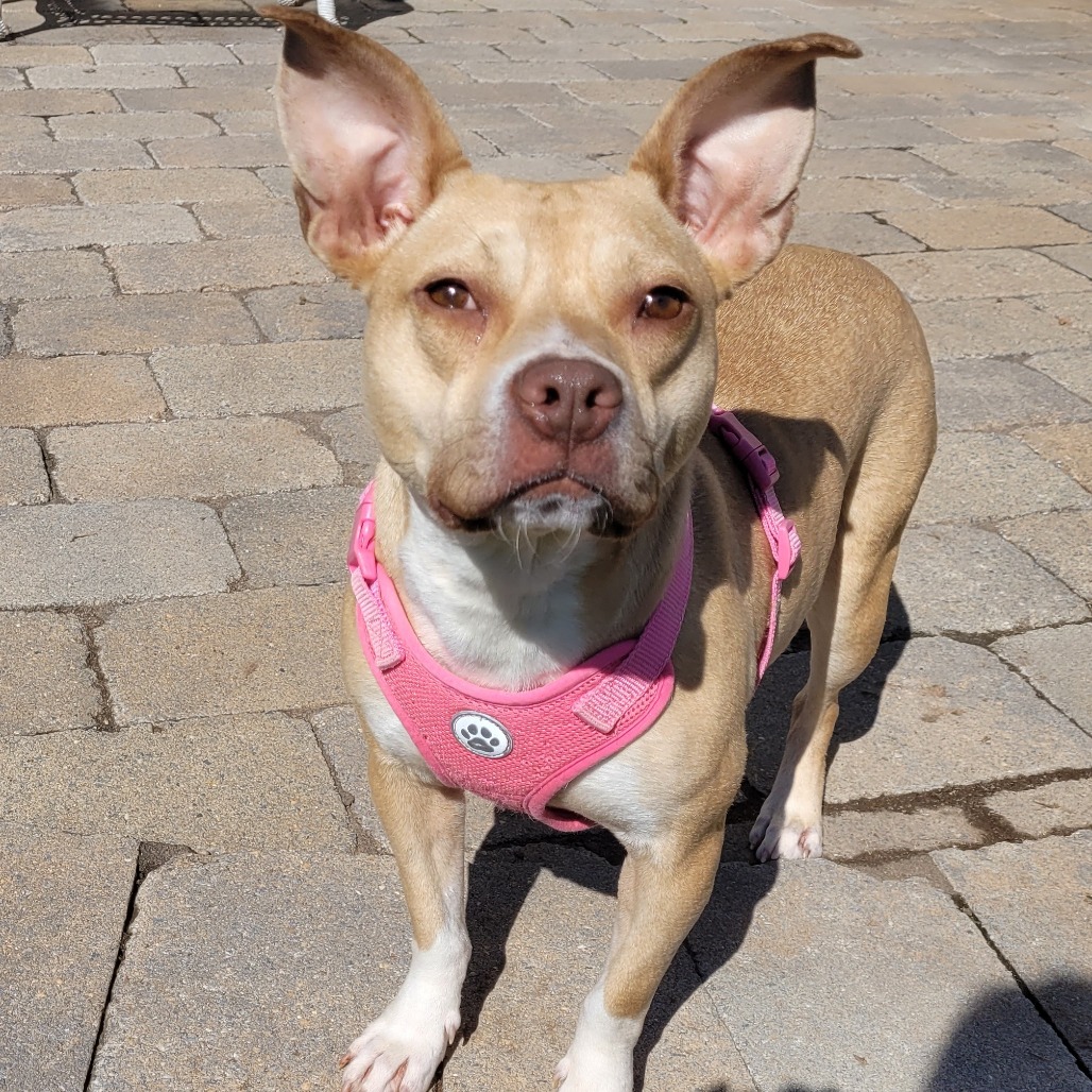 Willette is available for adoption at Operation Paws for Homes